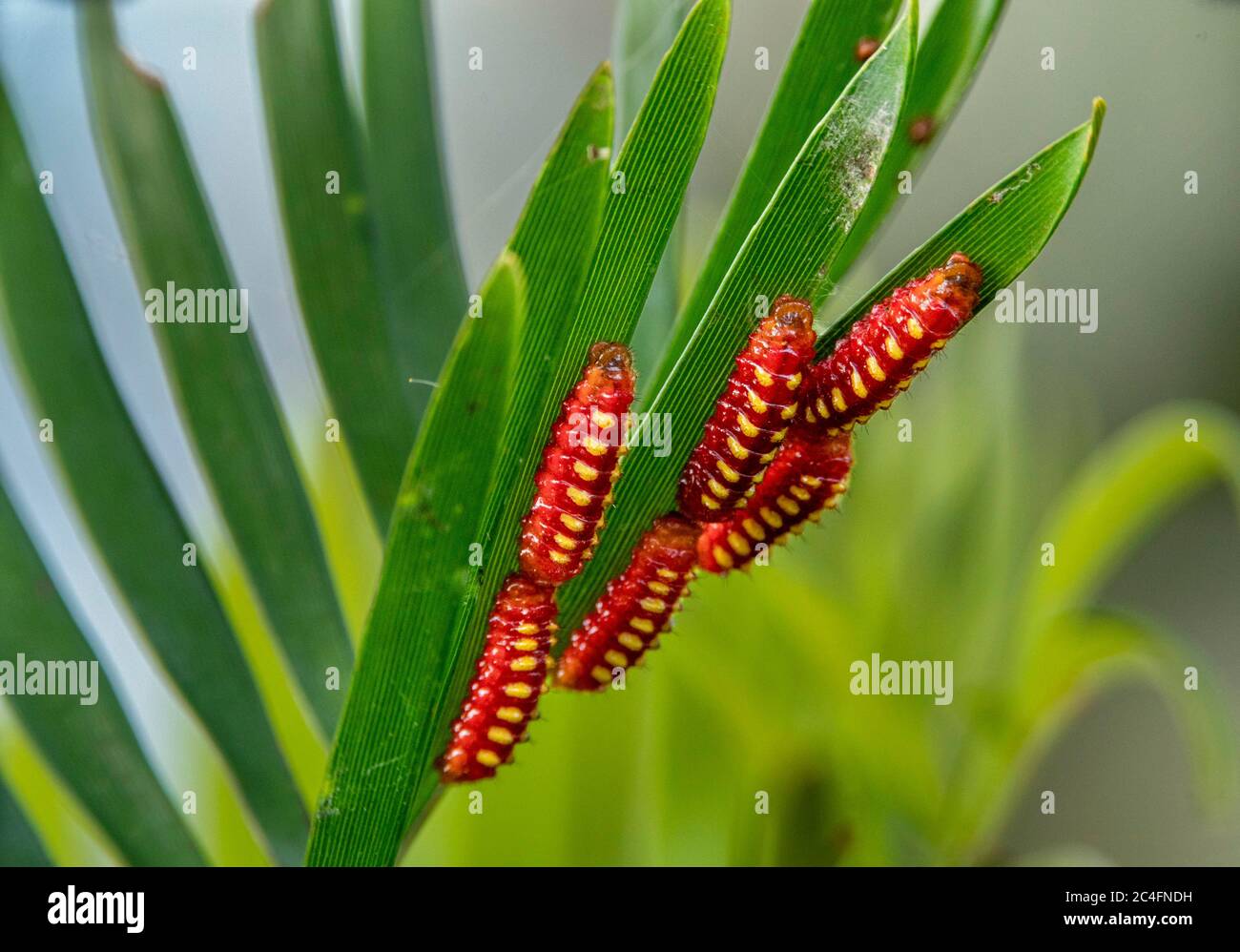 Atala caterpillar hi-res stock photography and images - Alamy