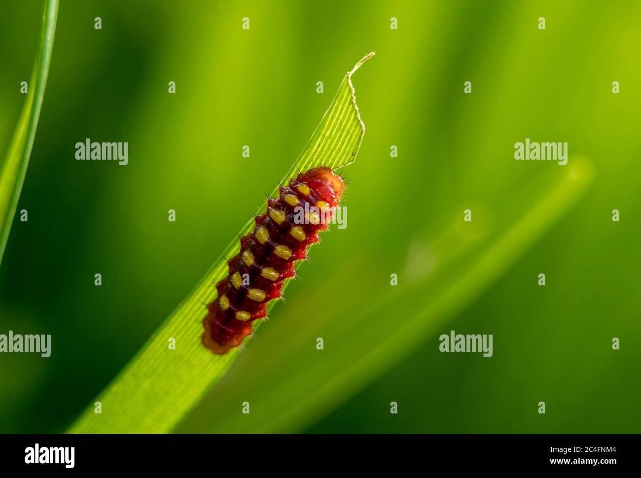 West Palm Beach, Florida, USA. 25th June, 2020. An Atala caterpillar ...