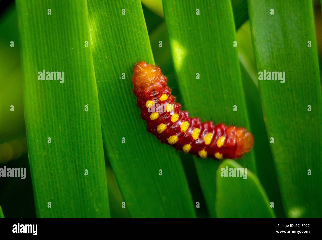 West Palm Beach, Florida, USA. 25th June, 2020. An Atala caterpillar ...