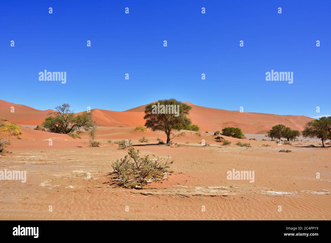 Beautiful landscape with dunes and trees at sunrise, Sossusvlei, Namib ...