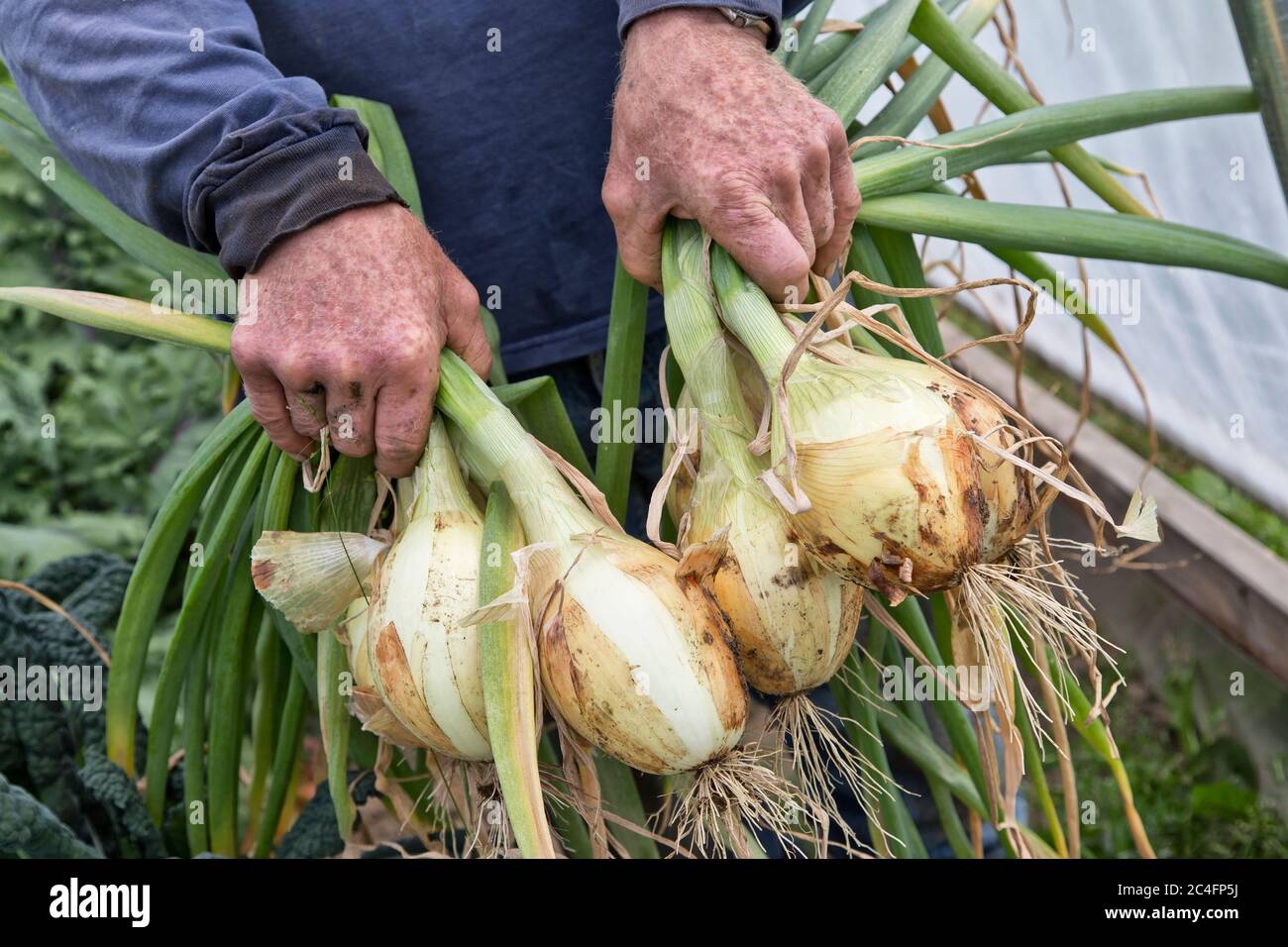 English heirloom onion hi-res stock photography and images - Alamy