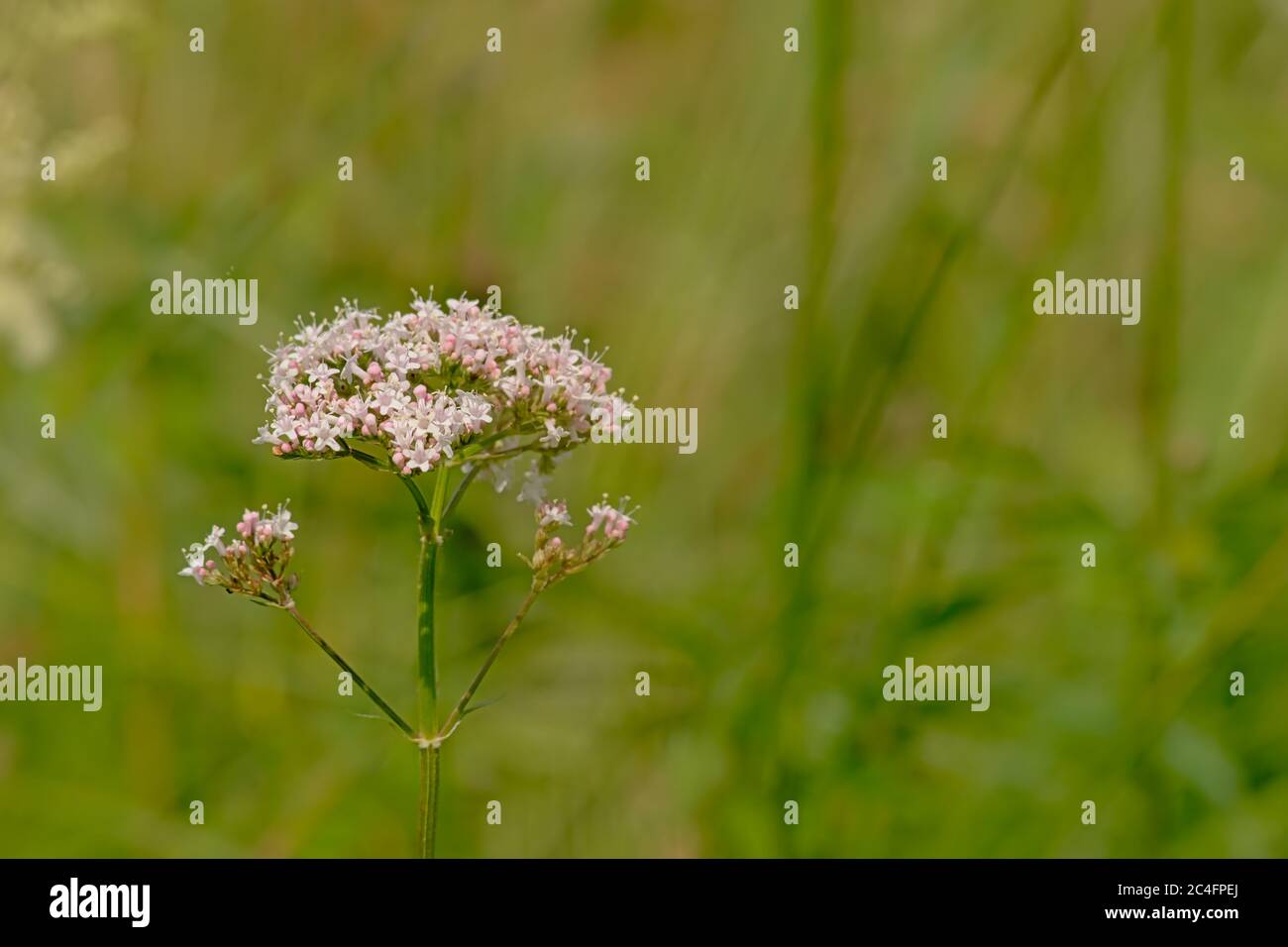 Valerian Herb High Resolution Stock Photography and Images - Alamy