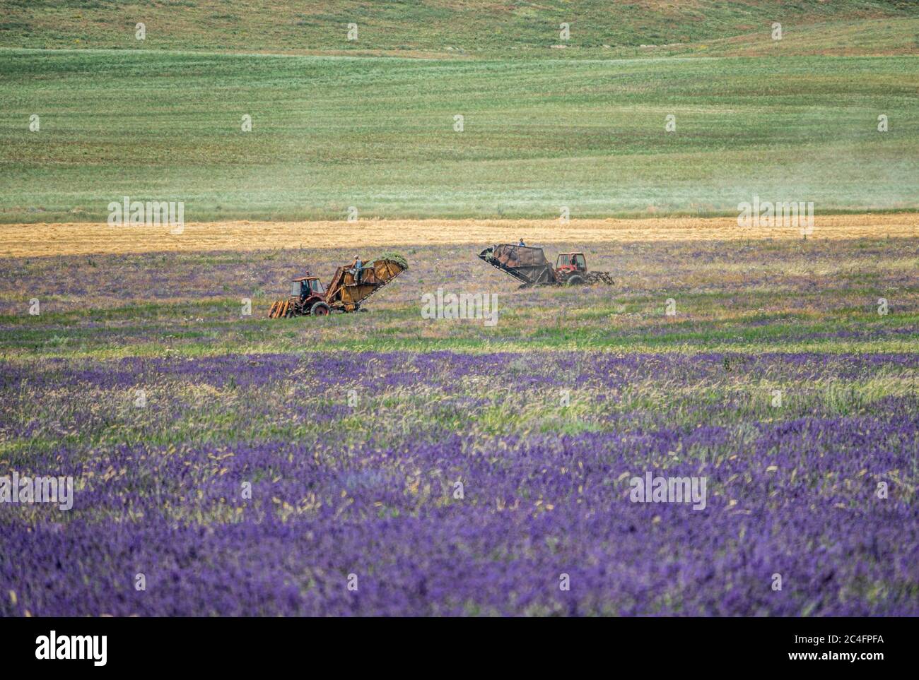 tractors harvest lavender flowers in the field in sunny day Stock Photo - Alamy