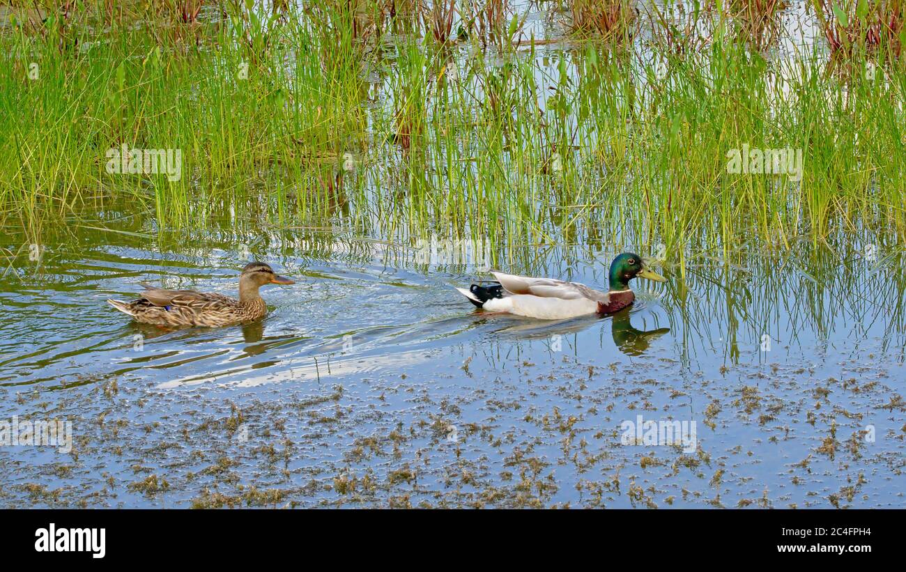 Duck drake and hen swimming in a pool with reed Stock Photo - Alamy