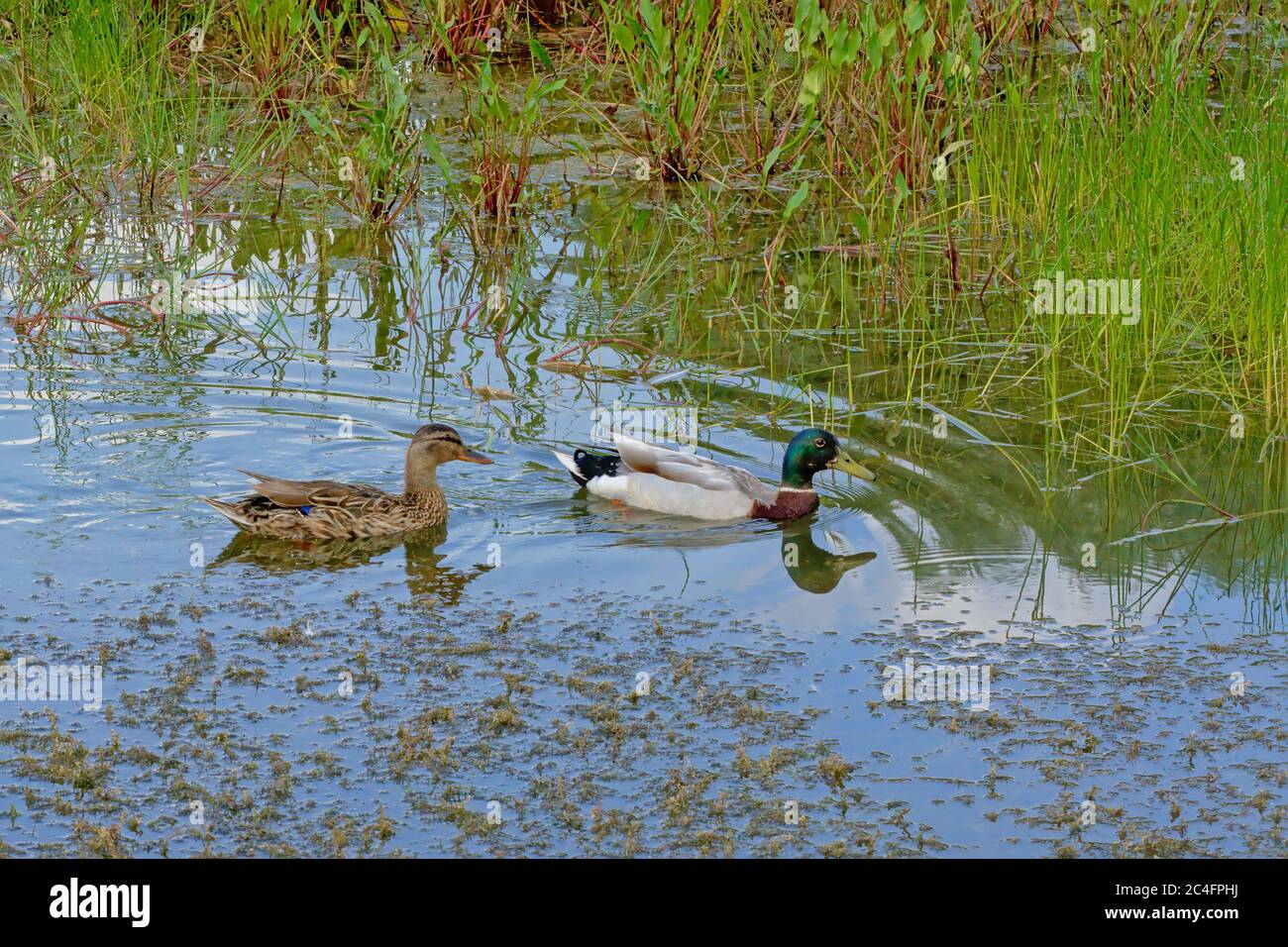 Duck drake and hen swimming in a pool with reed Stock Photo - Alamy