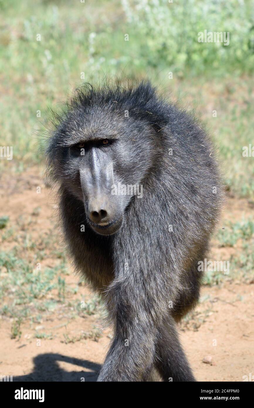 Portrait of african baboon monkey, Namibia, Africa Stock Photo - Alamy