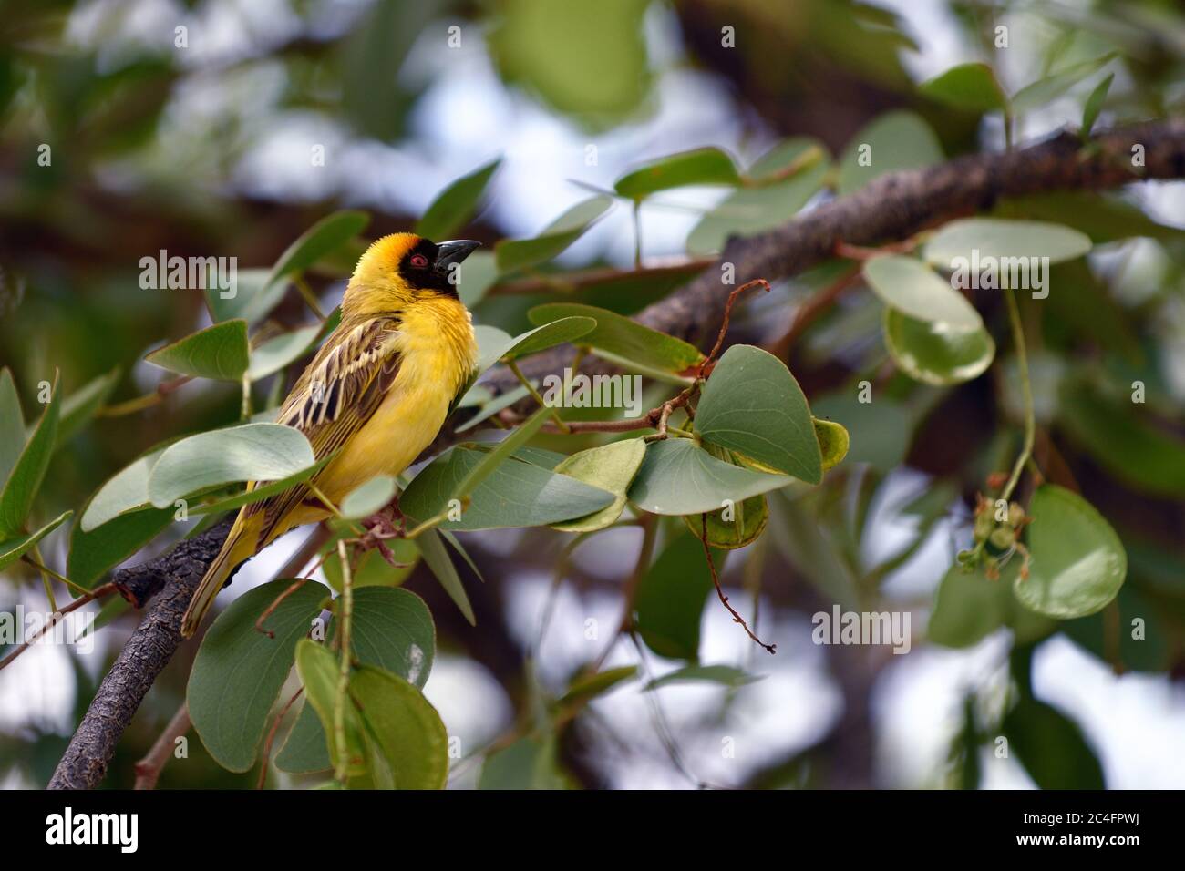 Female southern masked weaver hi-res stock photography and images - Alamy