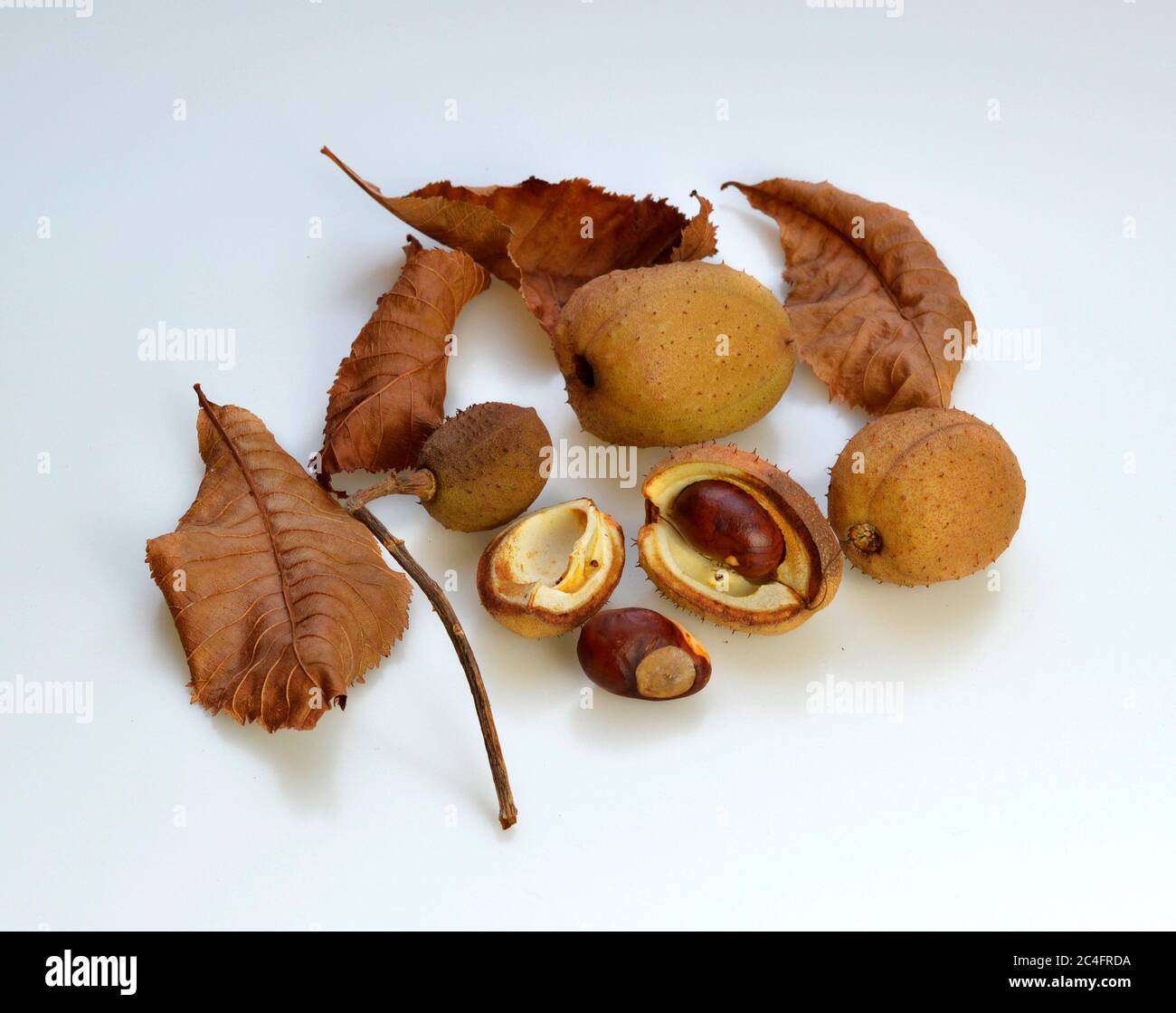 Red chestnut tree hi-res stock photography and images - Alamy