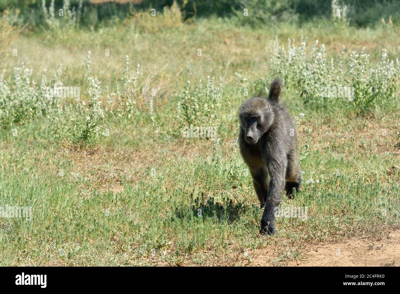 African baboon monkey walking in savanna, Namibia, Africa Stock Photo ...