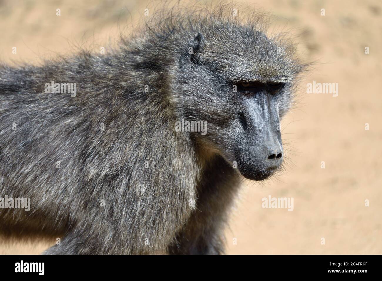 Portrait of african baboon monkey, Namibia, Africa Stock Photo - Alamy