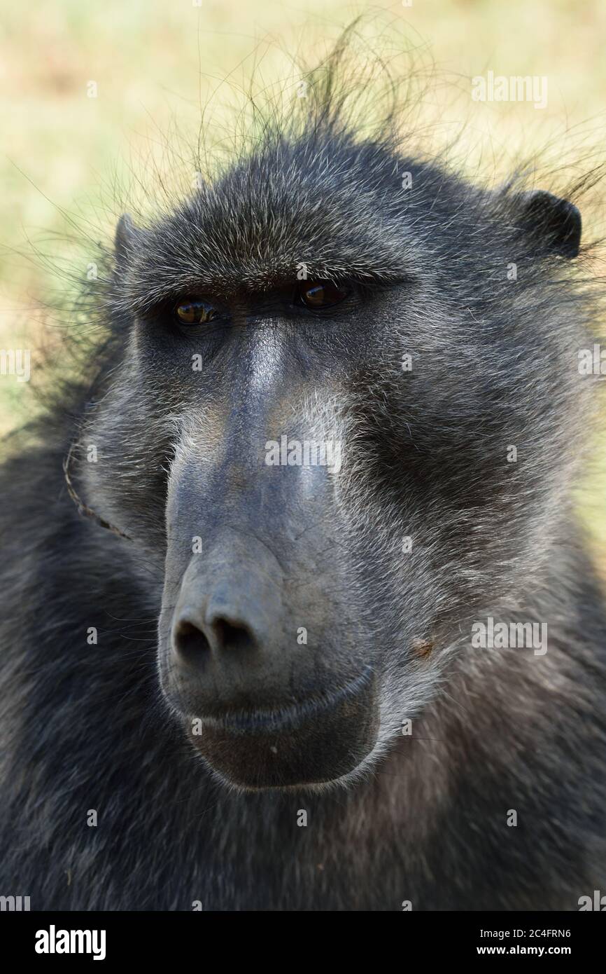 Portrait fo african baboon monkey, Namibia Stock Photo - Alamy