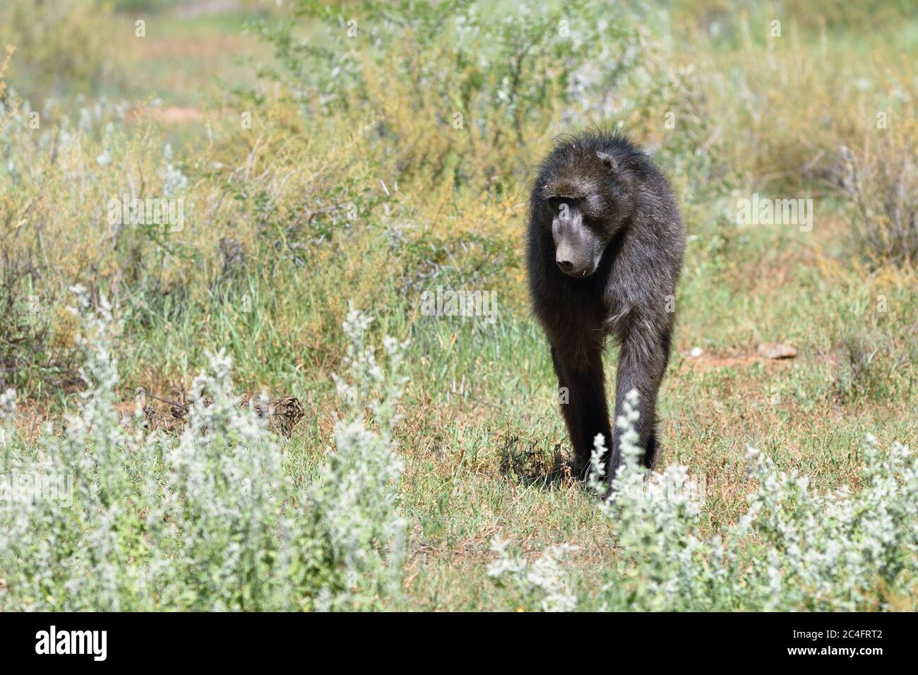 African baboon monkey walking in savanna, Namibia, Africa Stock Photo ...