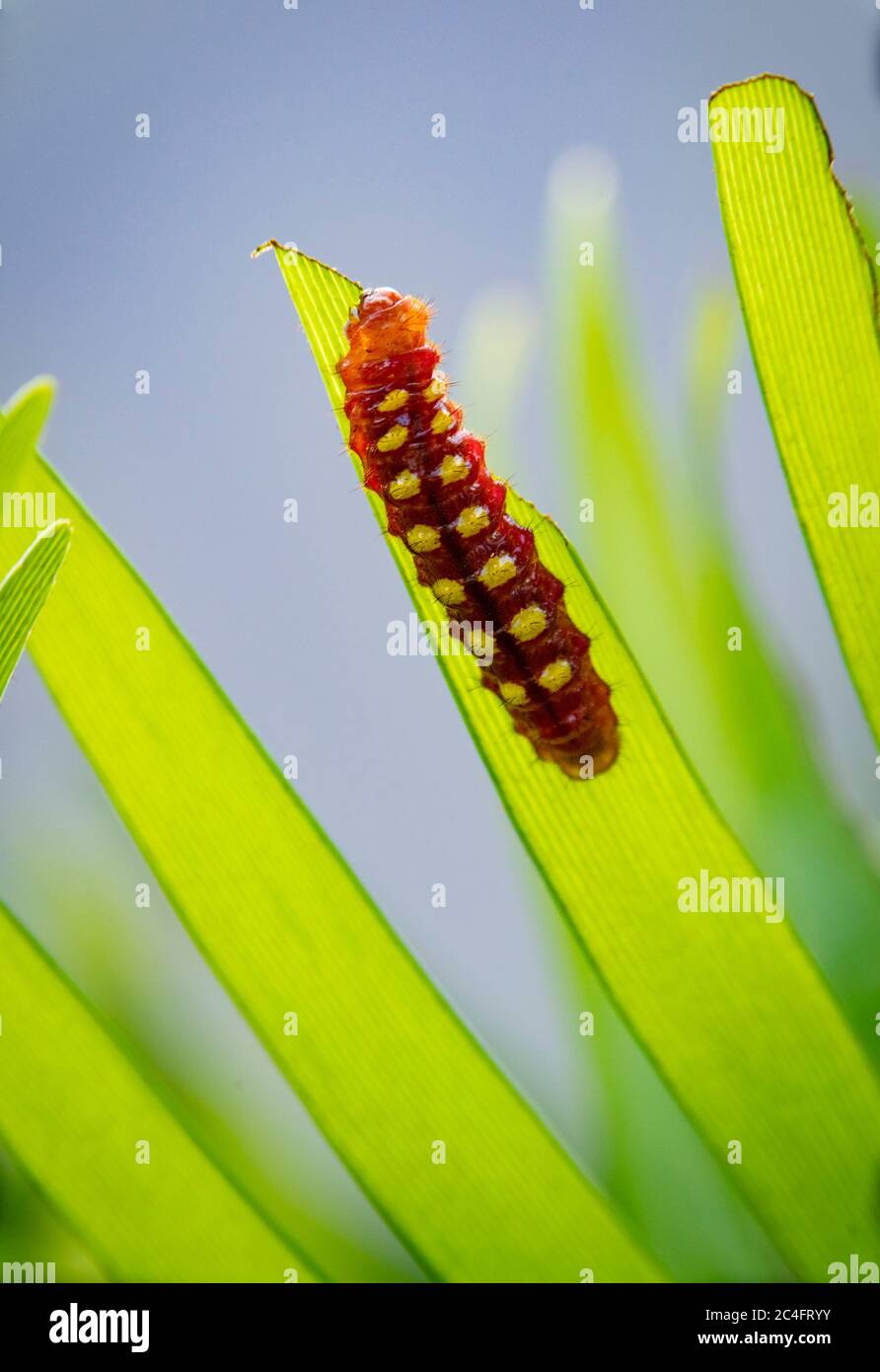 West Palm Beach, Florida, USA. 25th June, 2020. An Atala caterpillar ...