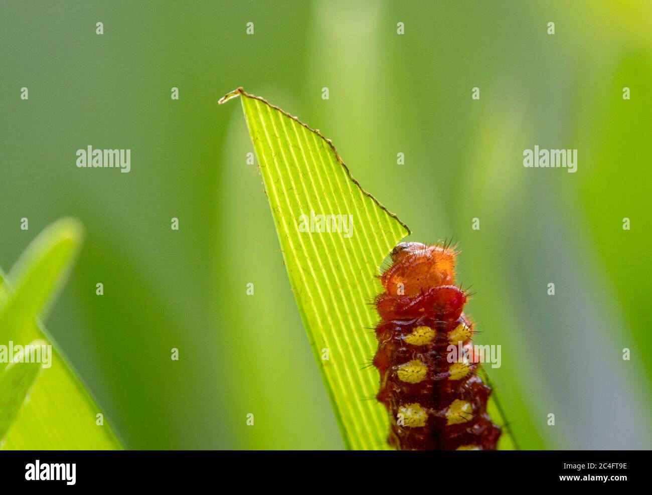 West Palm Beach, Florida, USA. 25th June, 2020. An Atala caterpillar ...