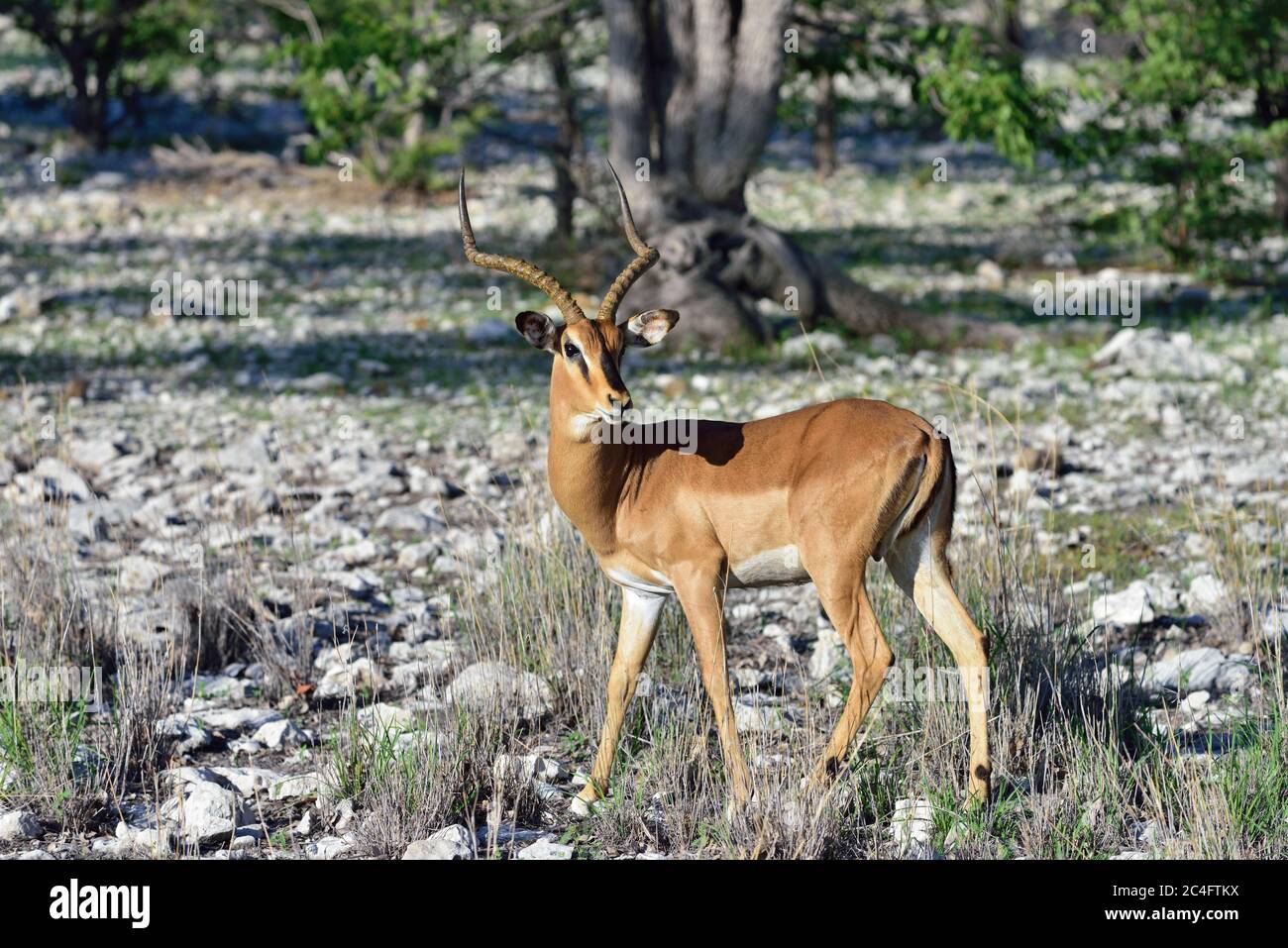Brown impalas (Aepyceros melampus) male with long horns in Etosha ...