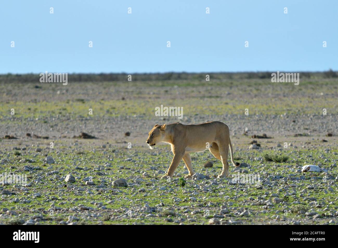 Lioness in sunset backlight in the african savannah, Etosha, Namibia ...