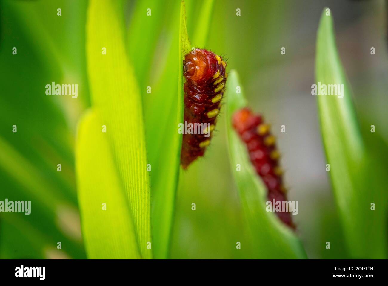 West Palm Beach, Florida, USA. 25th June, 2020. An Atala caterpillar ...