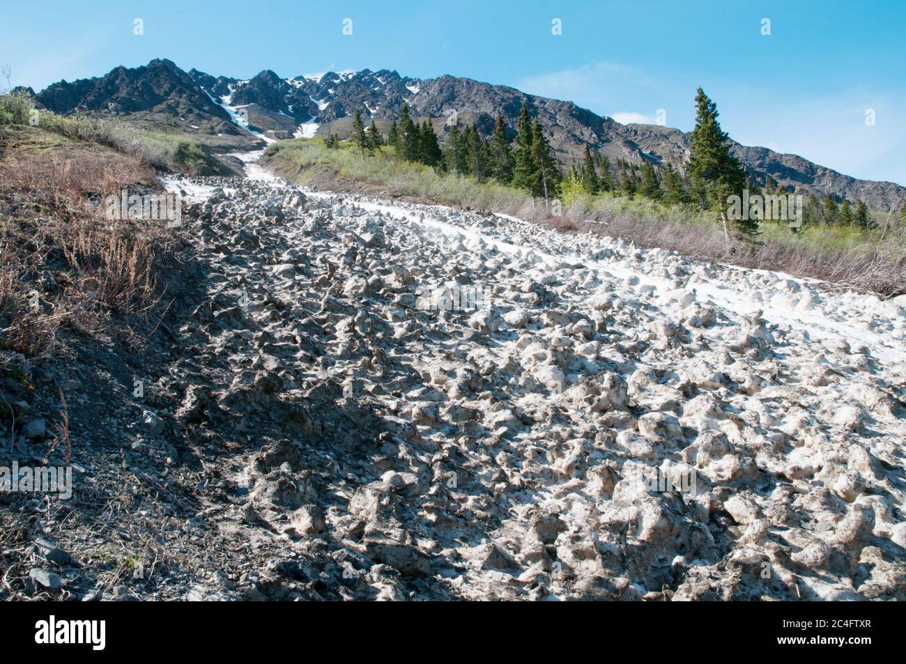 Melting snow in an avalanche chute on a mountainside in Kluane National ...