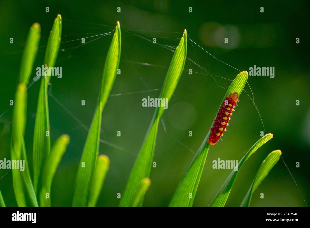 Atala caterpillar hi-res stock photography and images - Alamy Atala caterpillar hi-res stock photography and images - Alamy