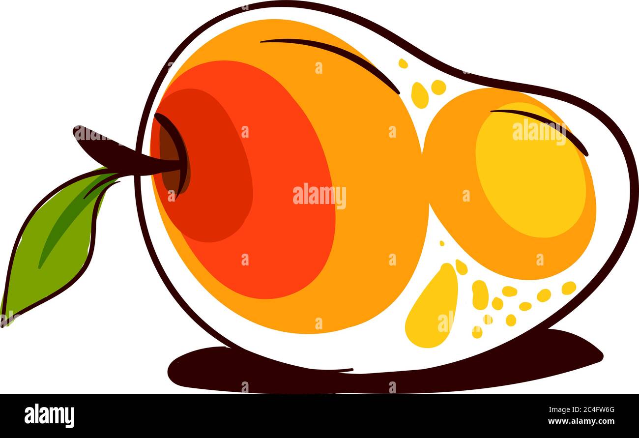 Mango drawing, illustration, vector on white background Stock Vector ...