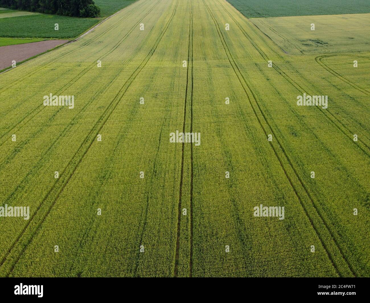 Birds Eye View Of Field Field Grown Trees Hillier Trees