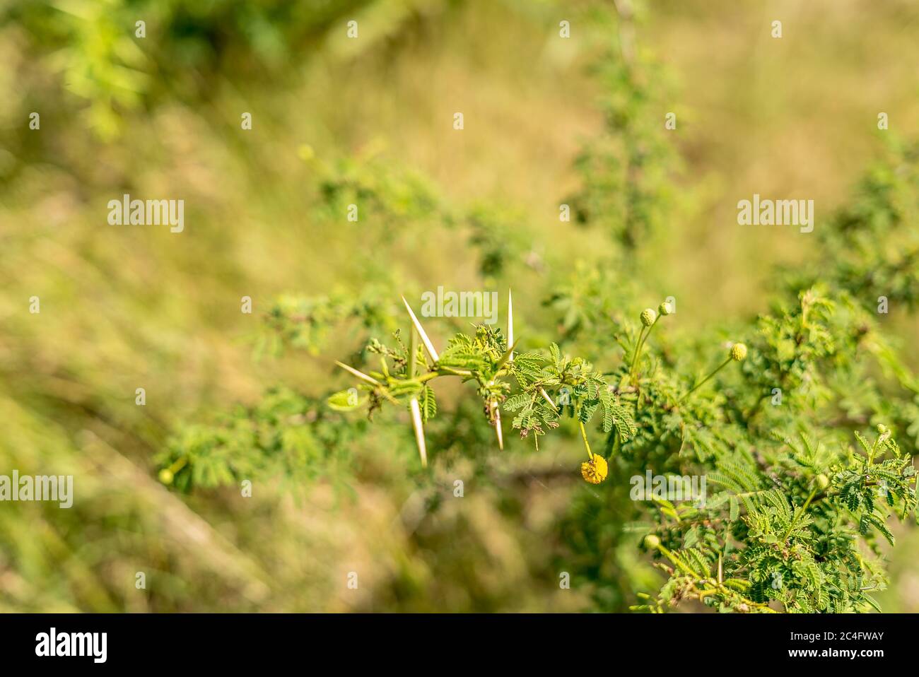 Acacia Thorn Tree branch close up view Stock Photo - Alamy