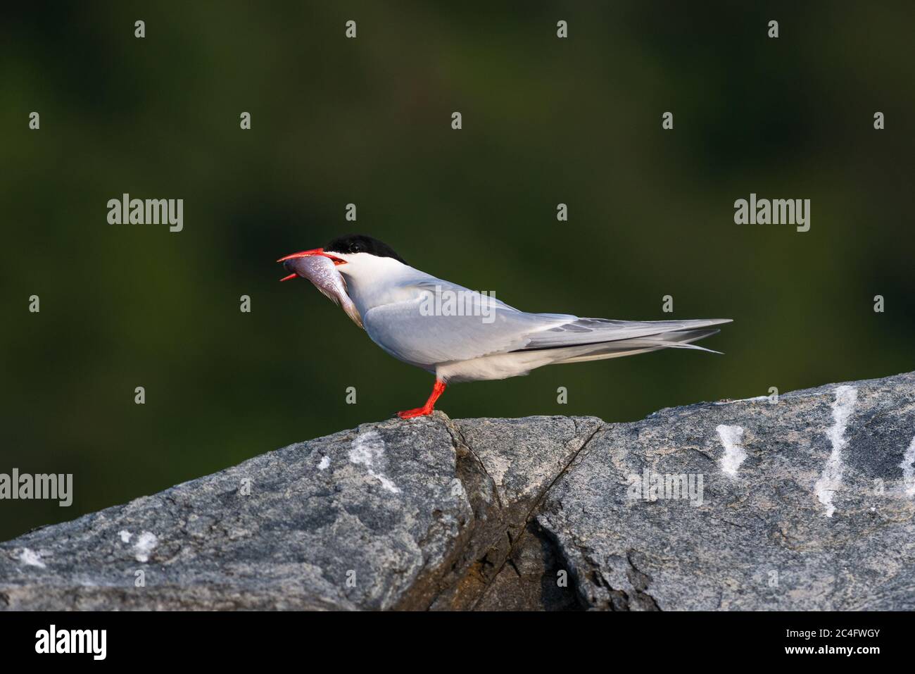 Tern eating fish hi-res stock photography and images - Alamy