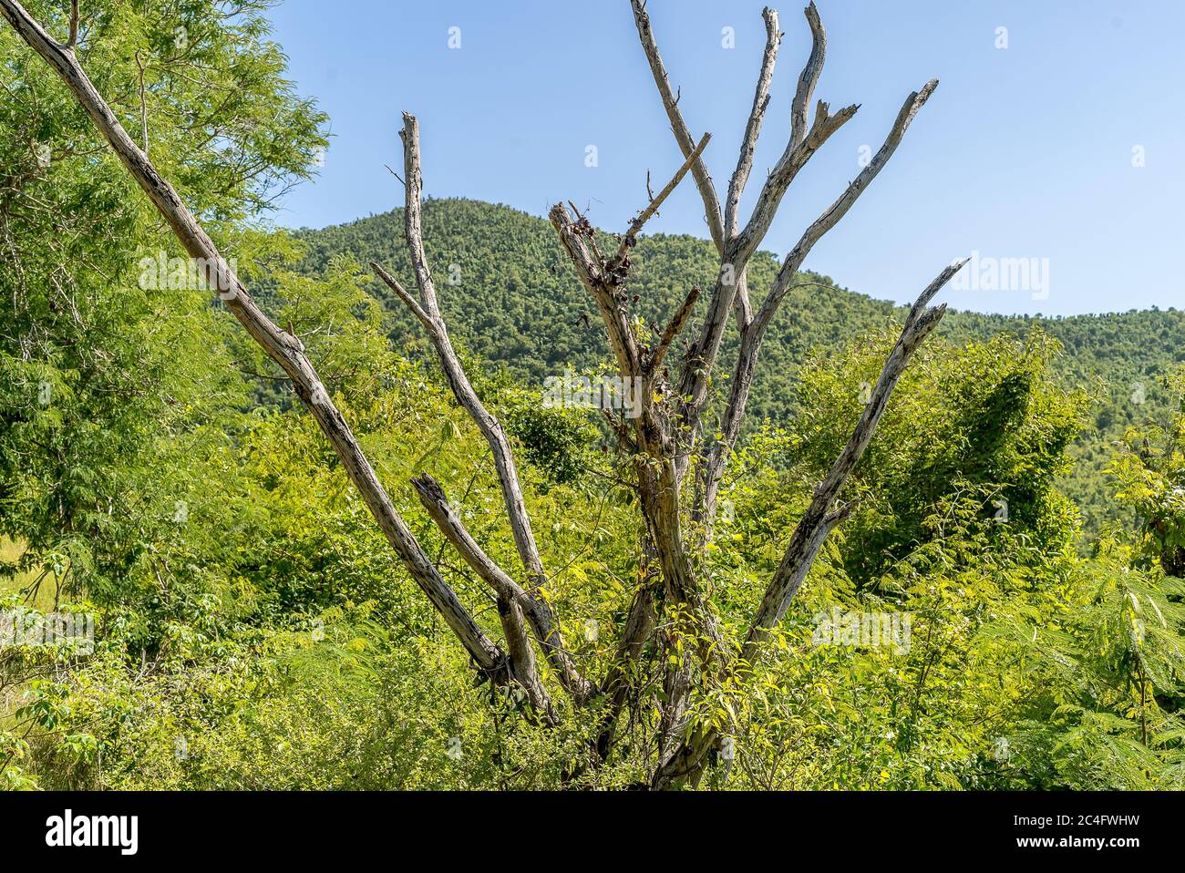 Removing dangerous branches hi-res stock photography and images - Alamy
