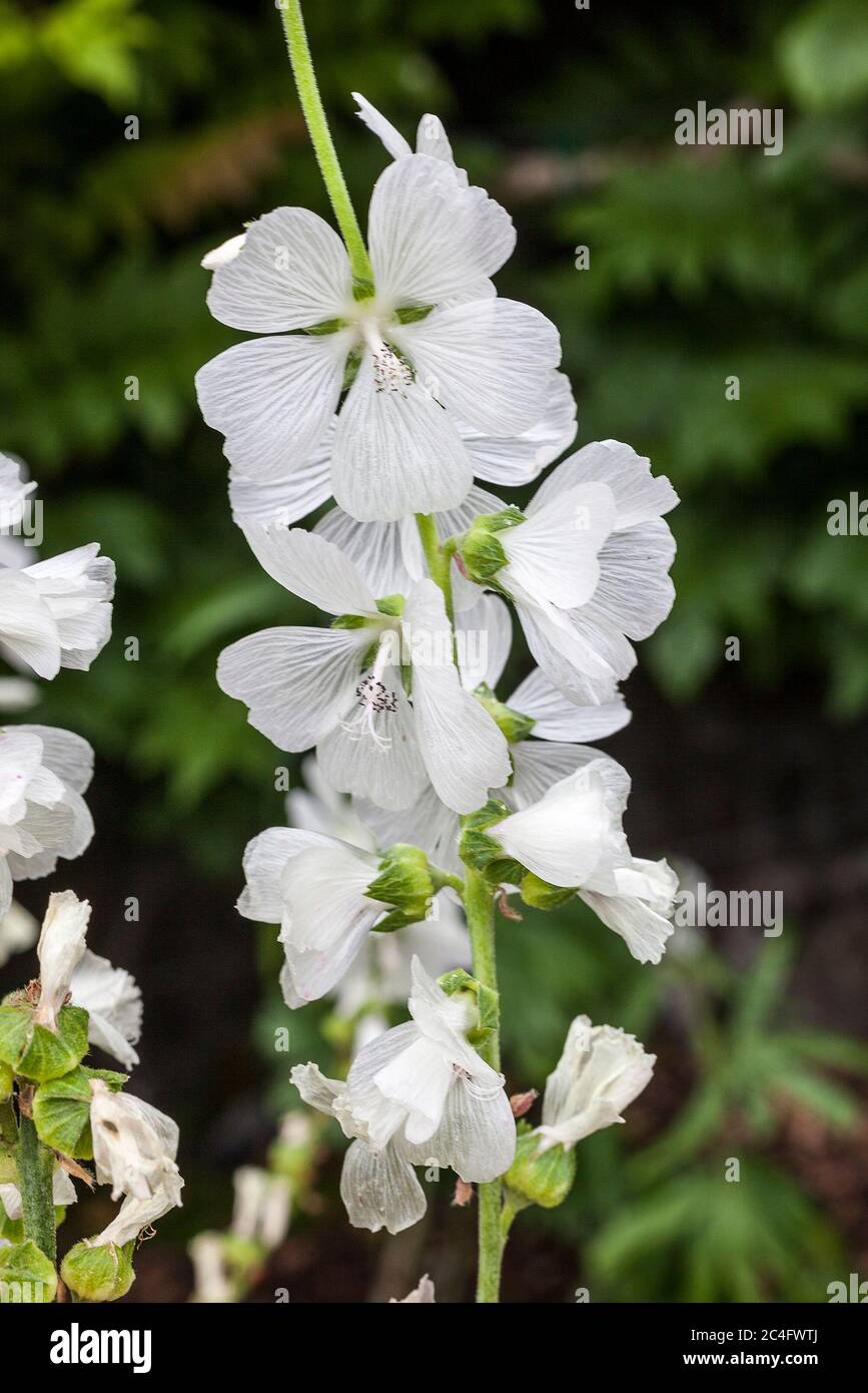 Sidalcea candida a white summer flower plant commonly known as white ...
