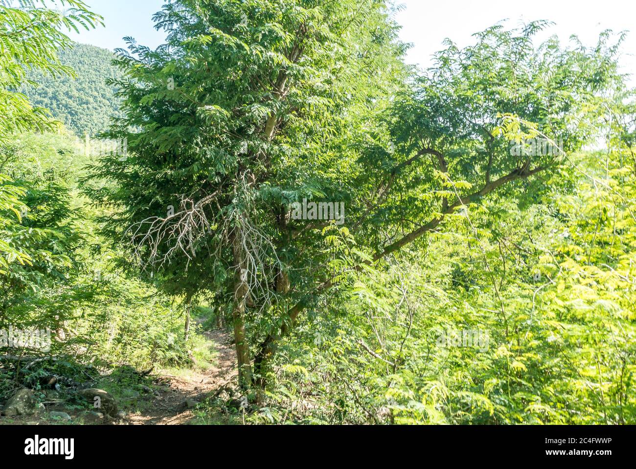 Beautiful tree standing tall with green scenic views in the background ...