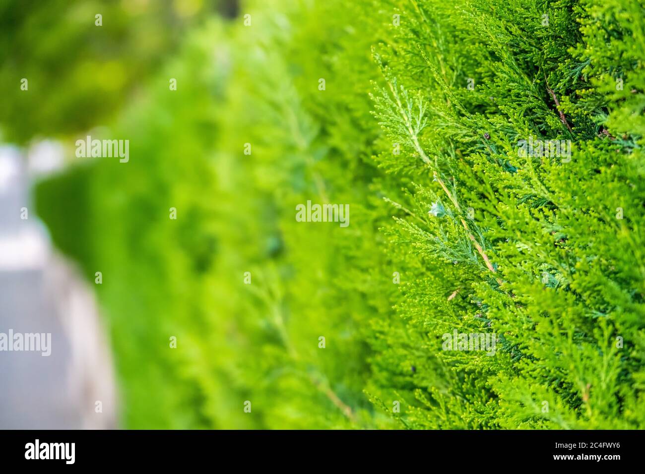 Green hedge of thuja trees. Green hedge of the tui tree. Nature ...