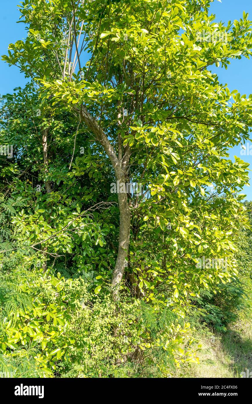 Tall beautiful tree standing tall with green scenic views in the ...
