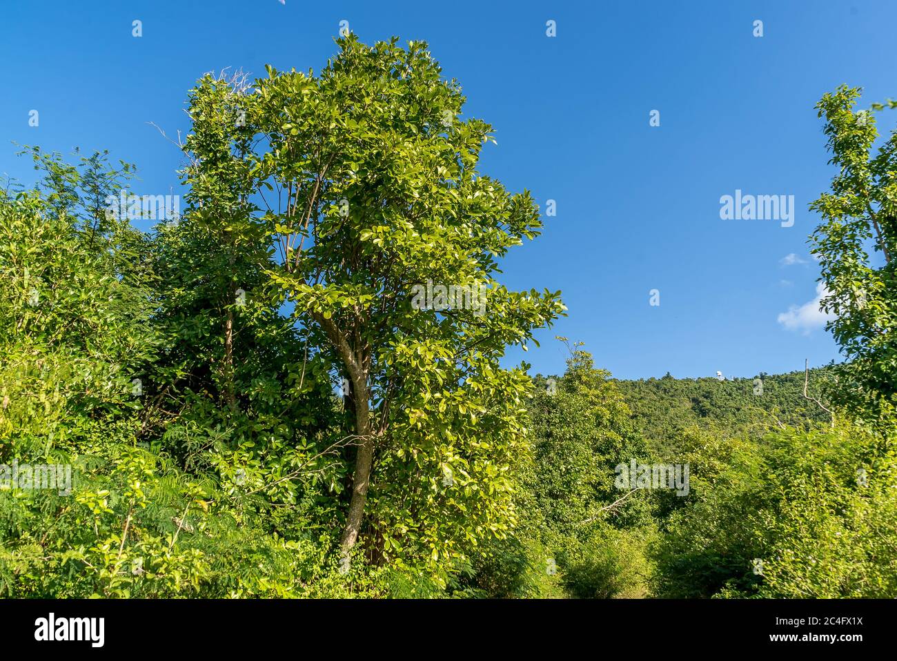 Beautiful tree standing tall with green scenic views in the background ...