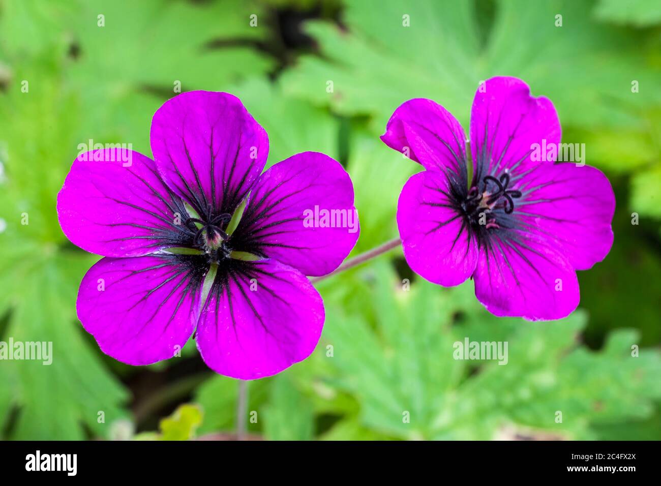 Geranium ann folkard hi-res stock photography and images - Alamy
