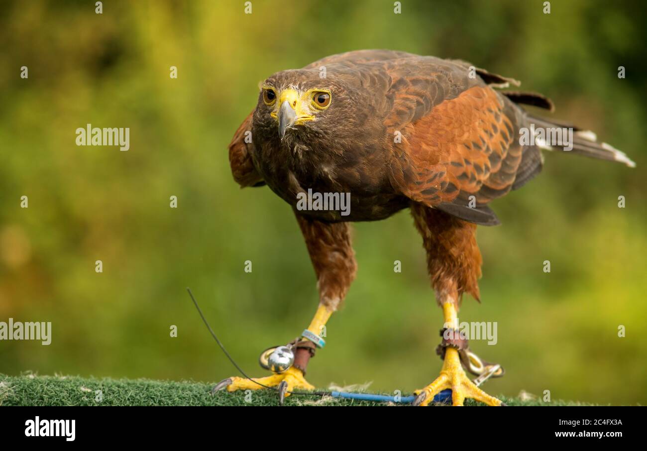 Hawk watching hi-res stock photography and images - Alamy