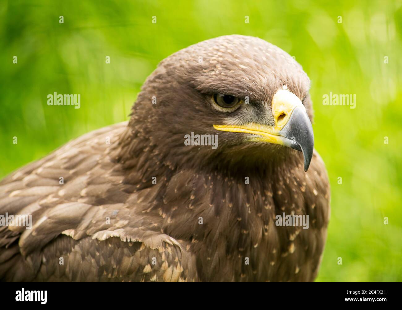 Portrait of a brown hawk in the nature Stock Photo - Alamy