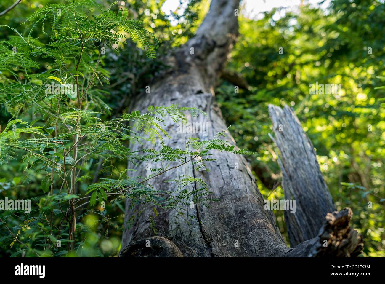 Huge tree uprooted by a hurricane Stock Photo - Alamy
