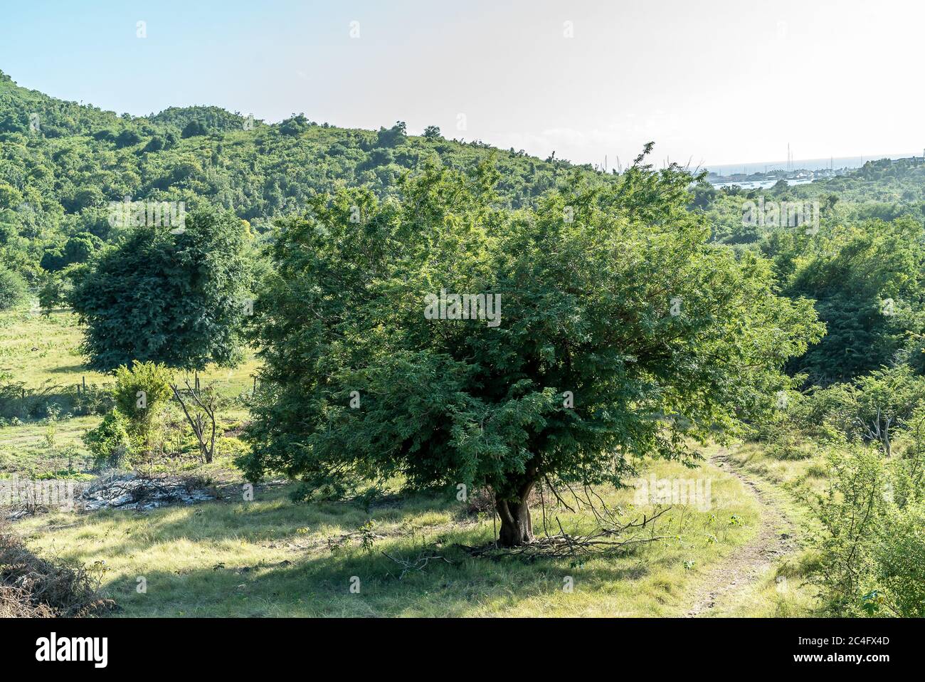 Tamarind Tree High Resolution Stock Photography and Images - Alamy