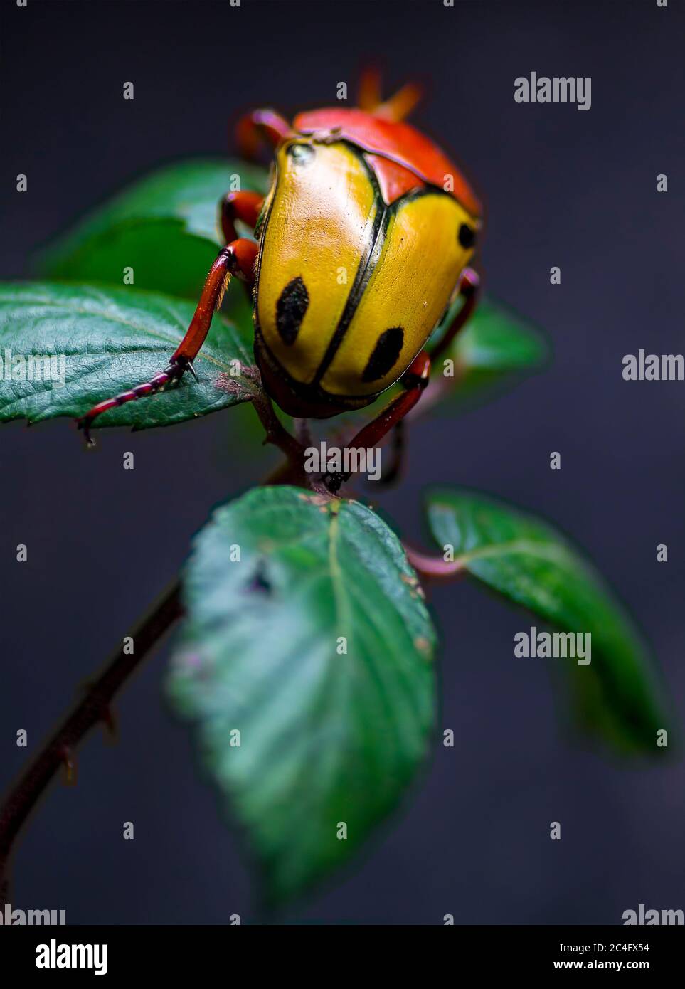 Insectoid hi-res stock photography and images - Alamy