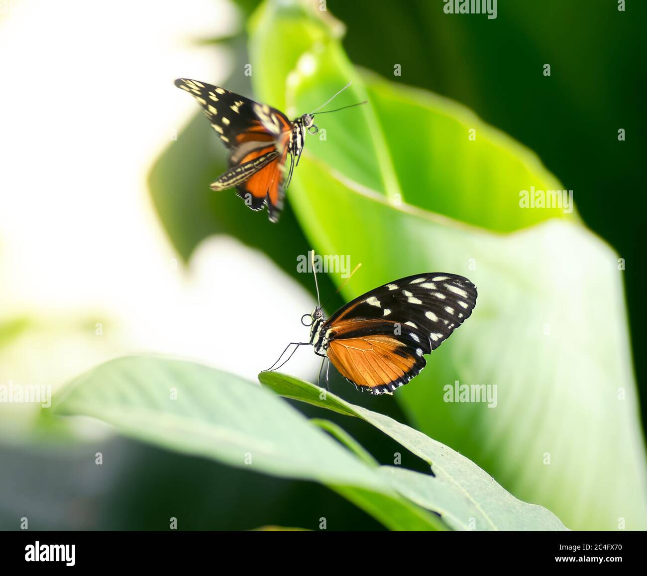 Two vivid butterflies hi-res stock photography and images - Alamy