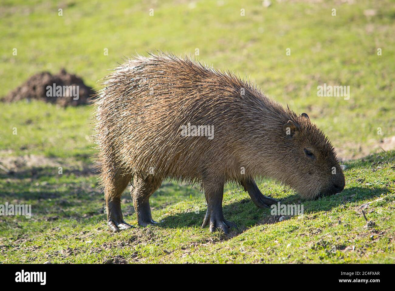 Capybara Eating Grass
