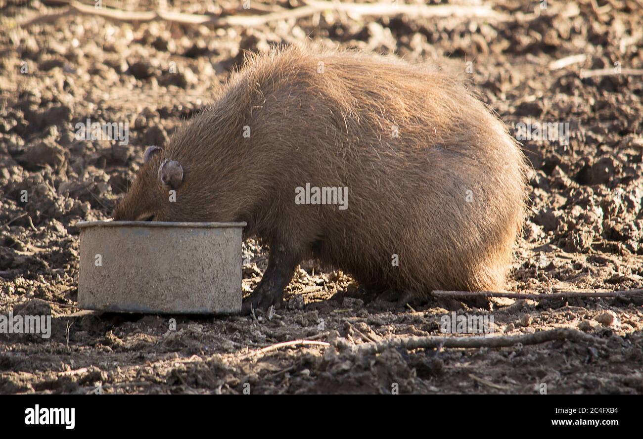 The largest rodent in the world, capybara, eating from a bowl Stock ...