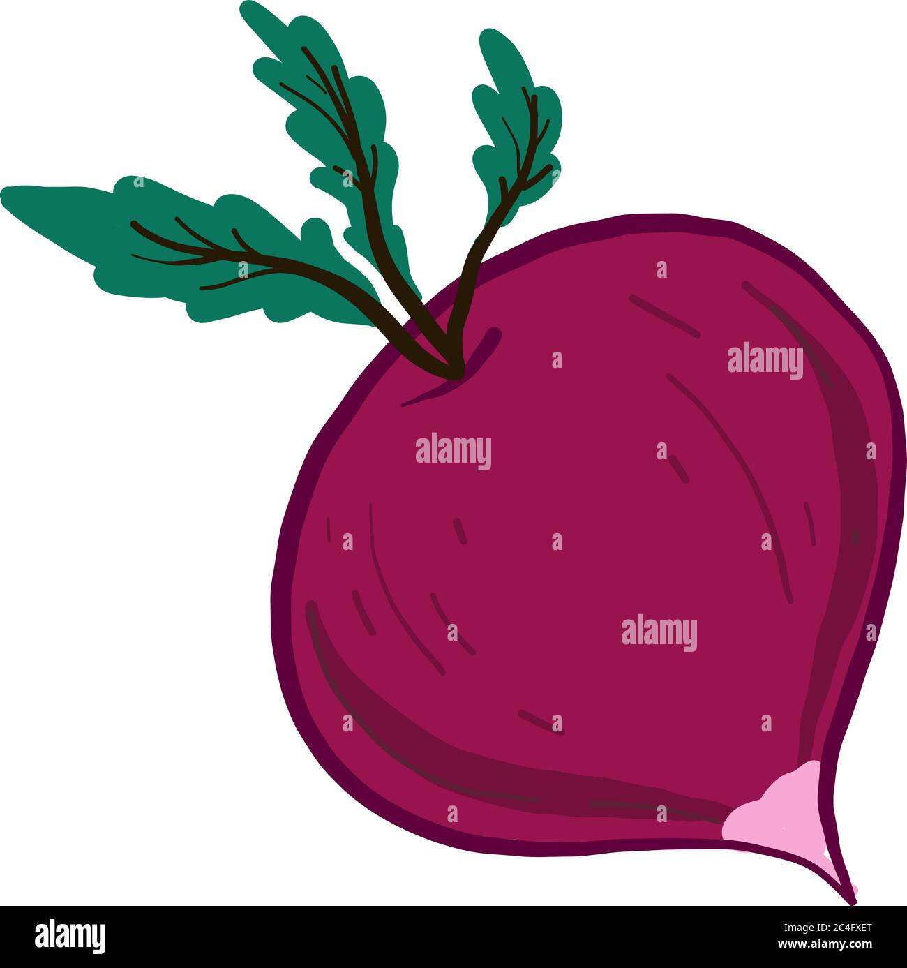 Pink radish, illustration, vector on white background Stock Vector ...