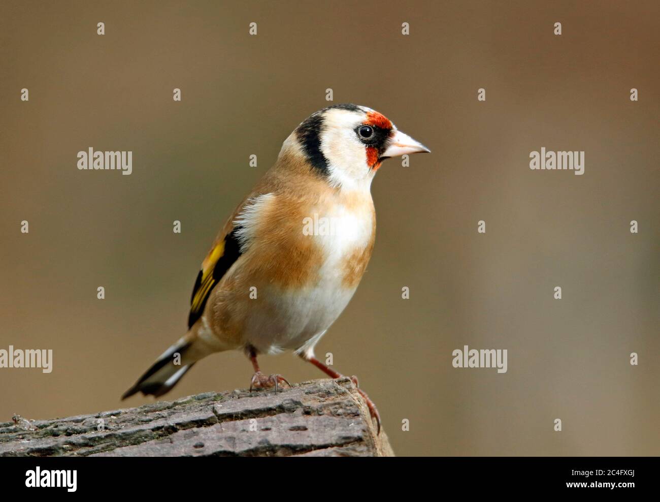 Goldfinches uk hi-res stock photography and images - Alamy
