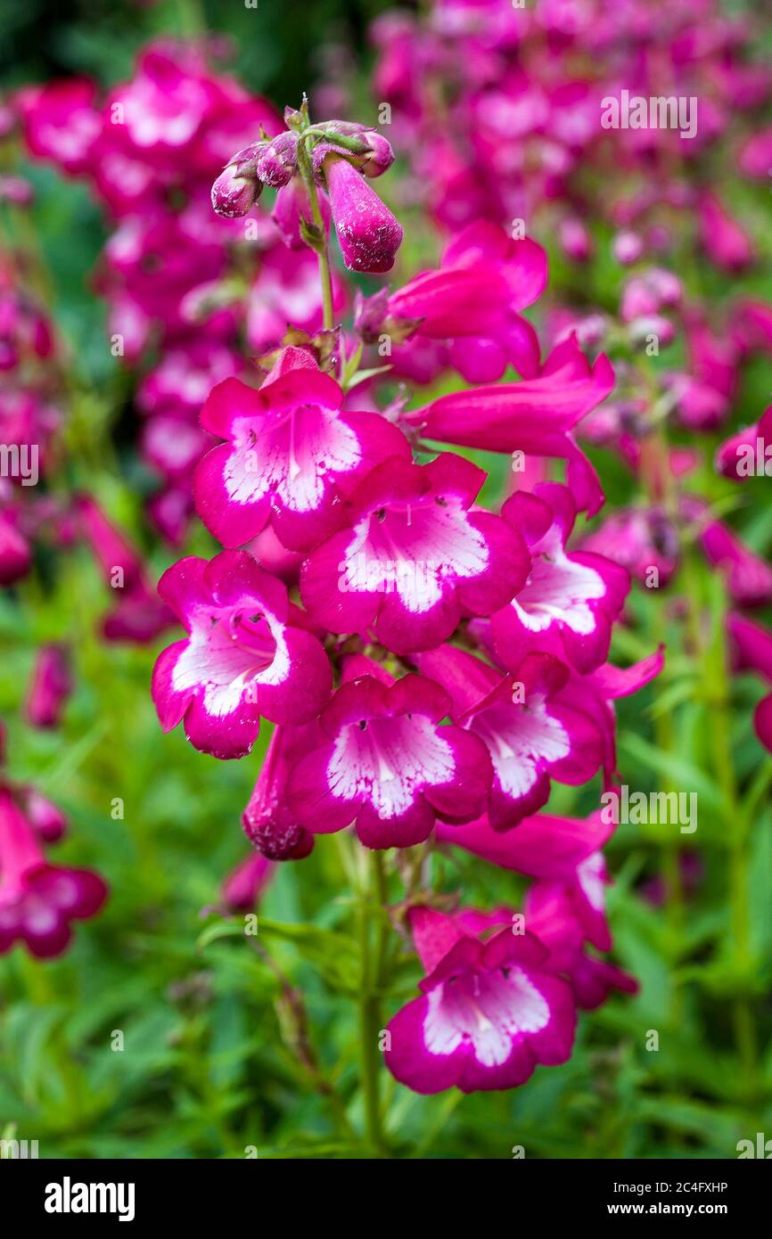 Penstemon 'Marilyn' a red pink summer semi evergreen red perennial ...