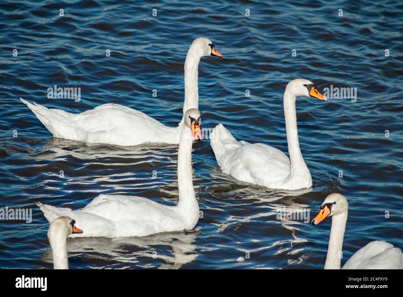 Floating birds hi-res stock photography and images - Alamy
