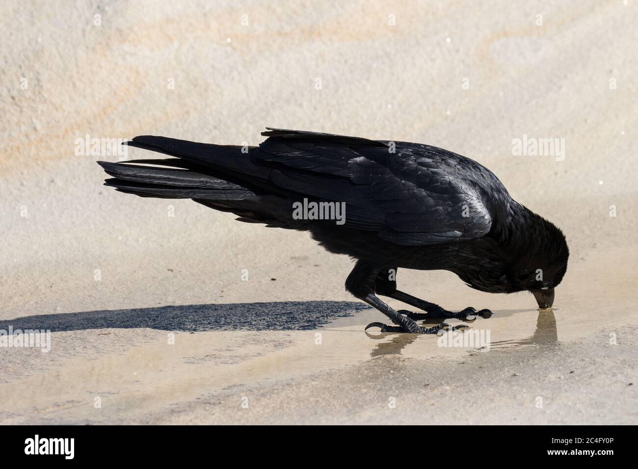 Crow drinking water hi-res stock photography and images - Alamy