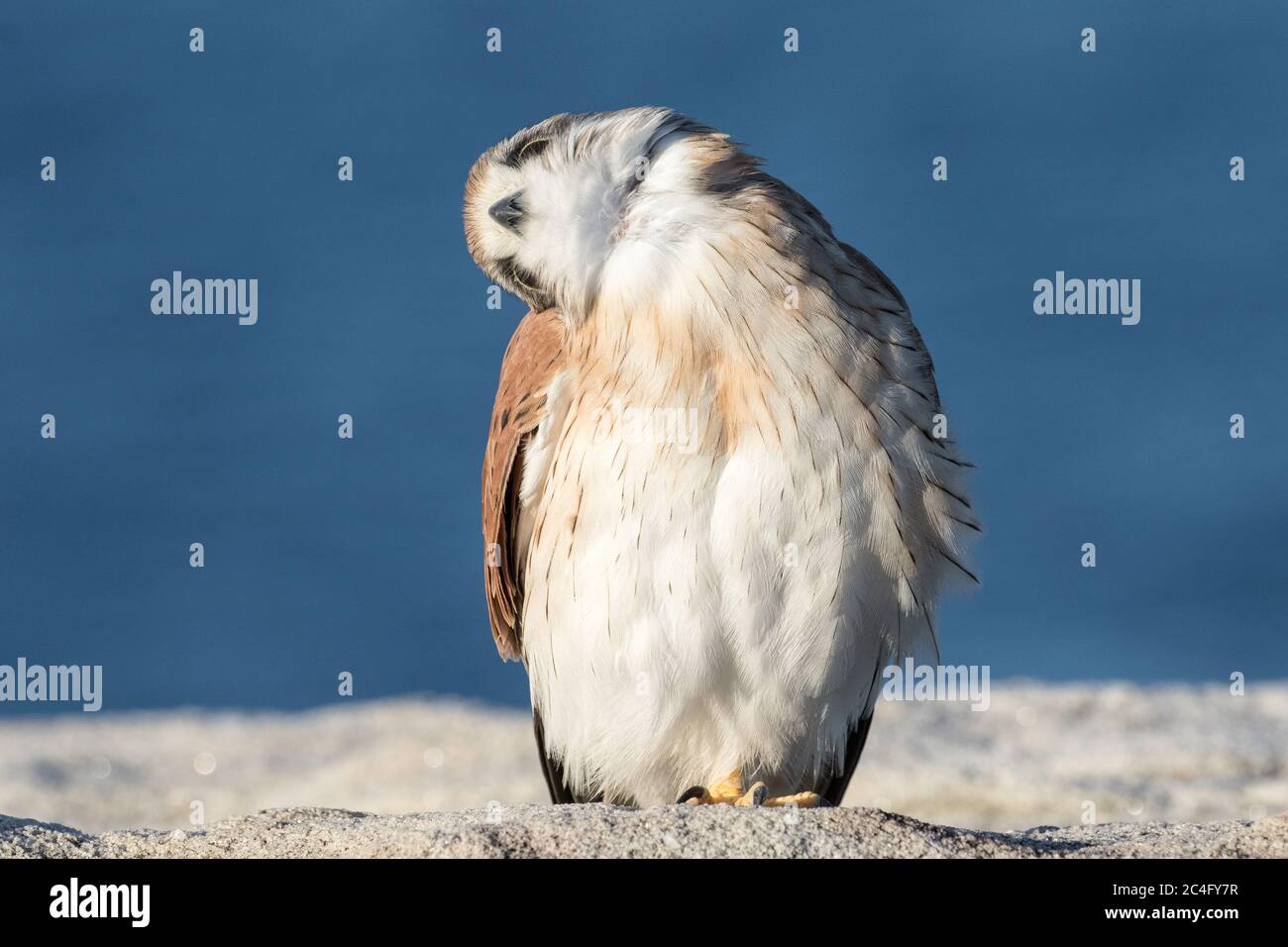 An australian kestrel head hi-res stock photography and images - Alamy