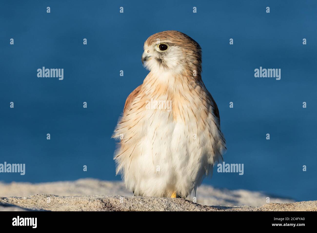 Australian Nankeen Kestrel resting on cliff top edge Stock Photo - Alamy