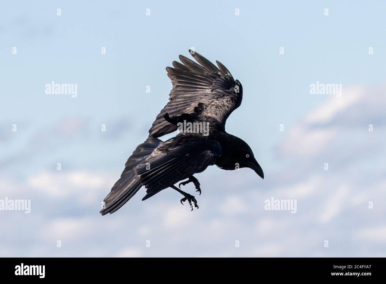 Australian Raven in flight Stock Photo - Alamy